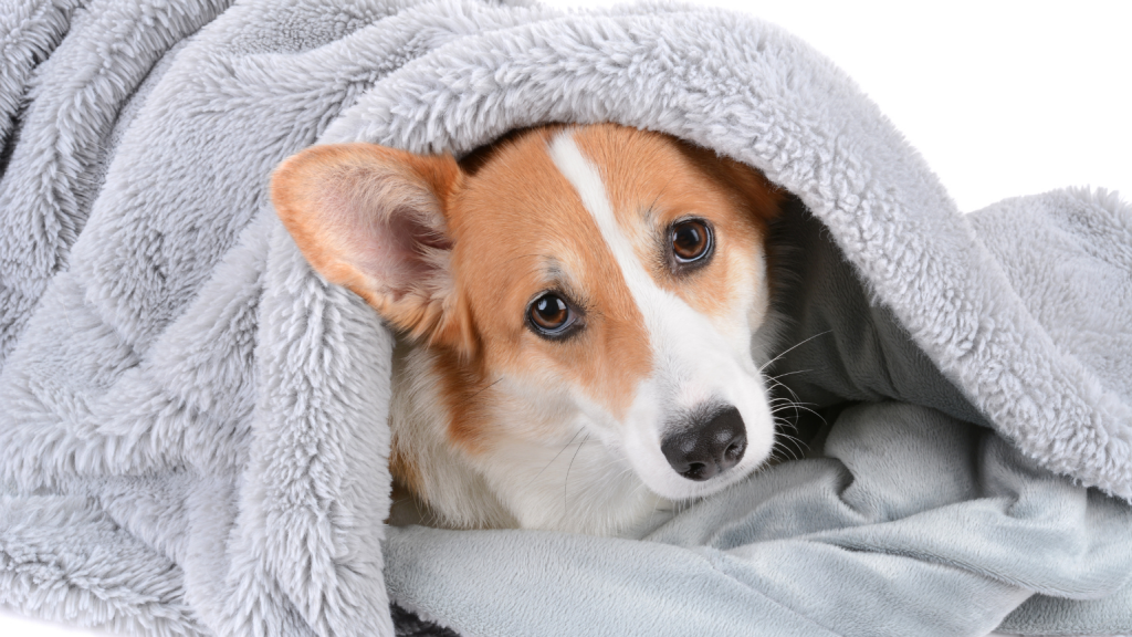 Contact - Precious Paws