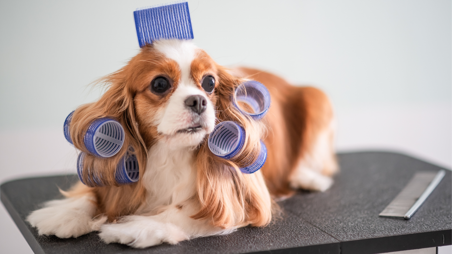 Services - Precious Paws